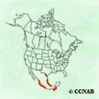 Muscovy Duck | Birds of Cuba | Cuban Birds